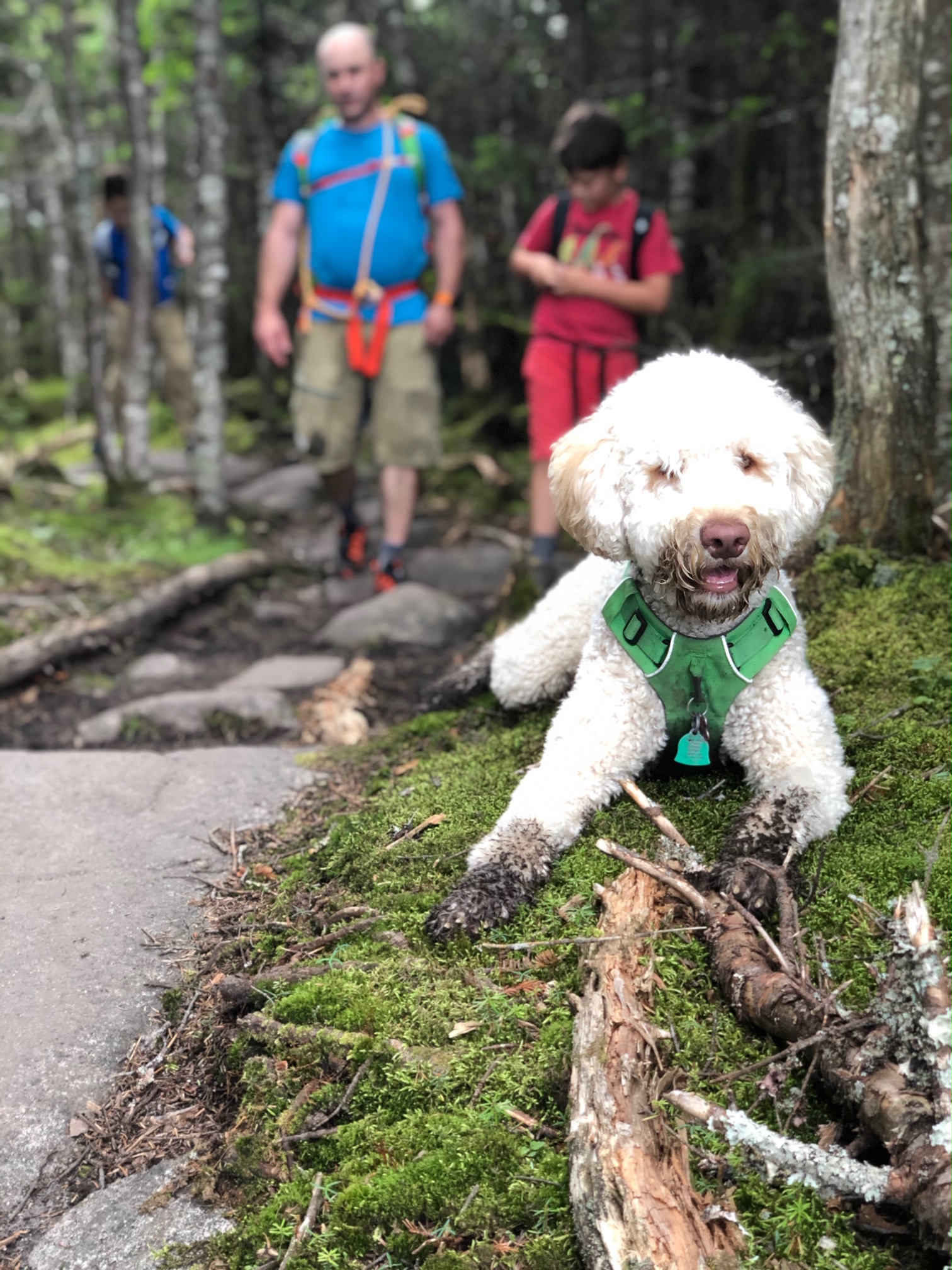 Trip Report: Mt Jackson 7/21/20 (Alex’s 1st 4K, Arcophobia and Pooping ...
